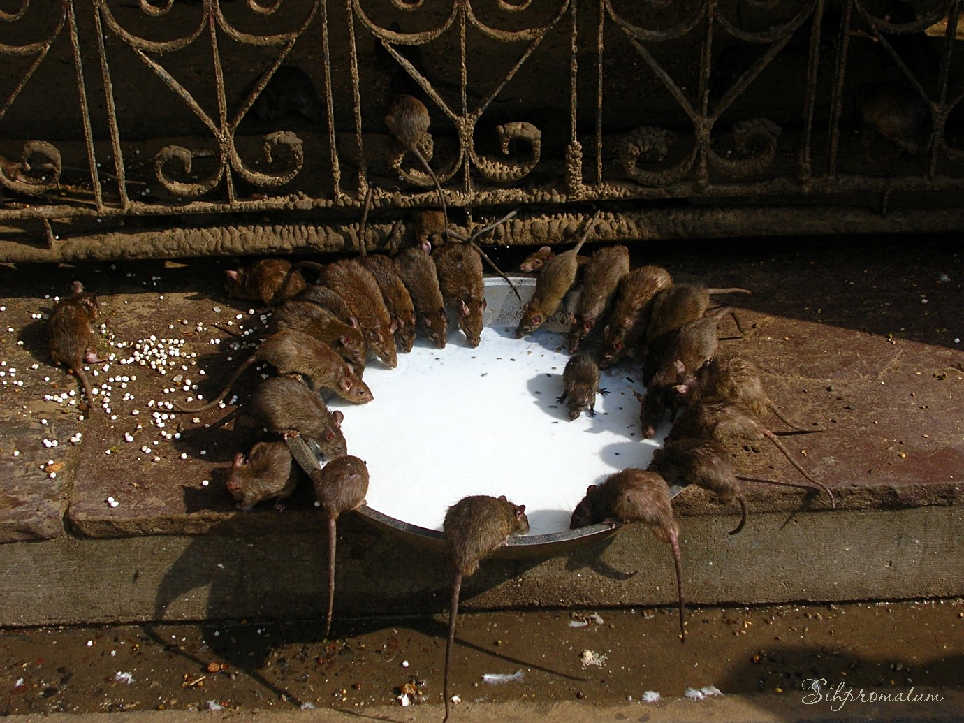 Rat Temple in India – SIHPROMATUM